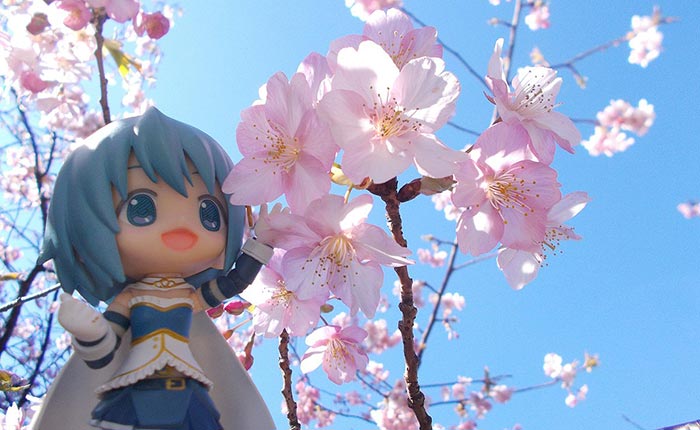 sakura | Japanization