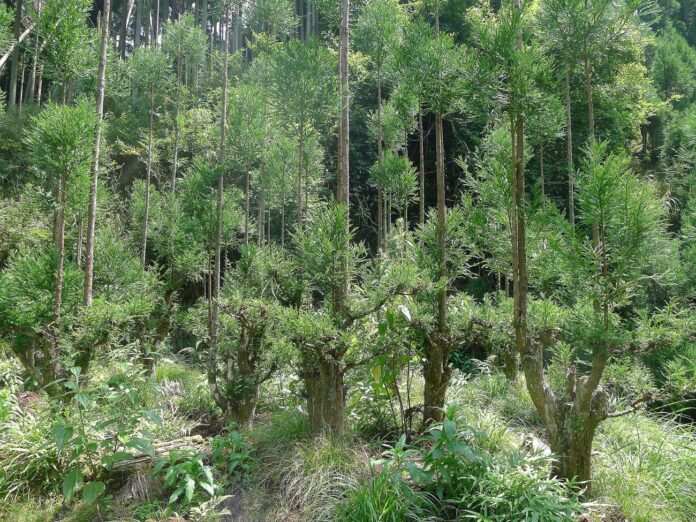 Daisugi : l’art de cultiver les arbres durablement au Japon